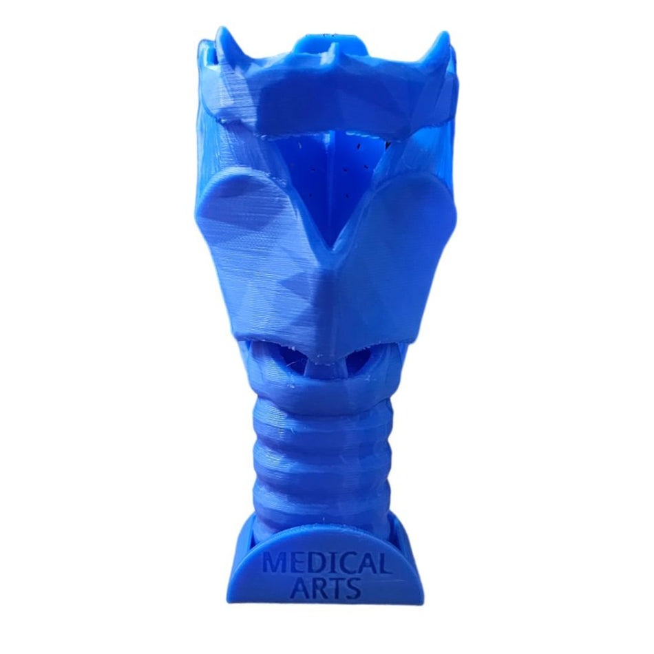 3D Larynx & Trachea Anatomy - Windpipe | Medical Arts Shop