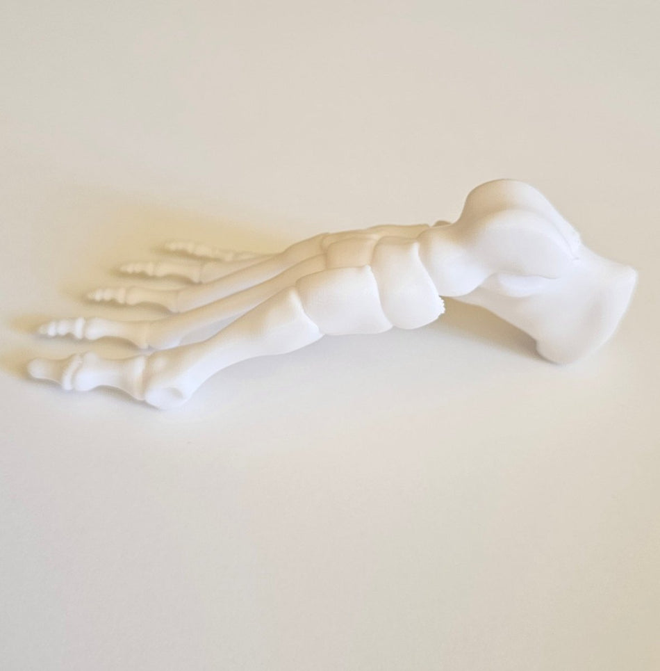 Foot Bones Anatomy 3D Model - Customizable - - Medical Arts Shop