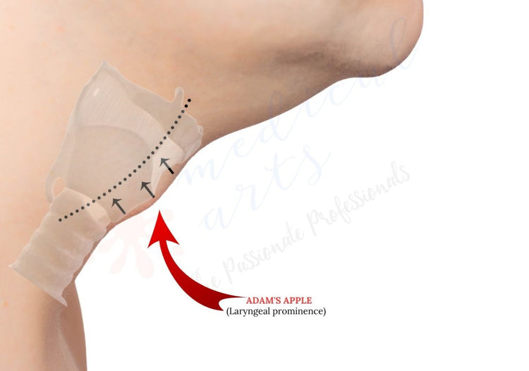 3D Larynx & Trachea Anatomy - Windpipe | Medical Arts Shop