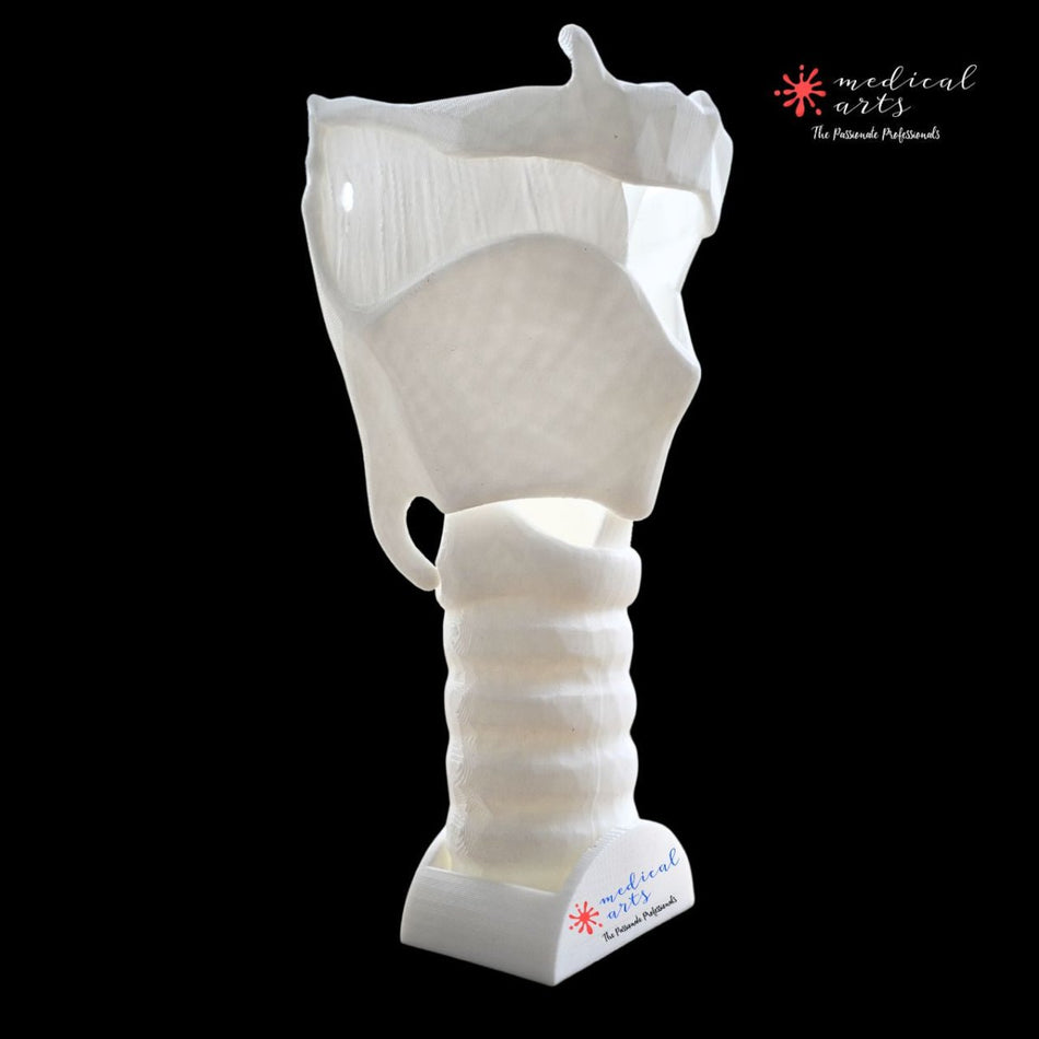 3D Larynx & Trachea Anatomy Model – Customizable – Medical Arts Shop