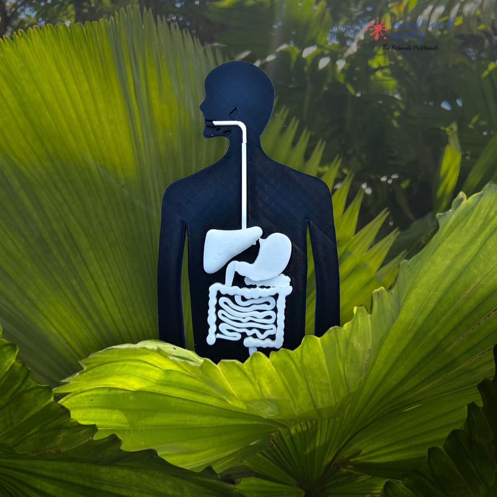 Anatomy Puzzle 3D - Digestive System - Medical Arts - - Medical Arts Shop