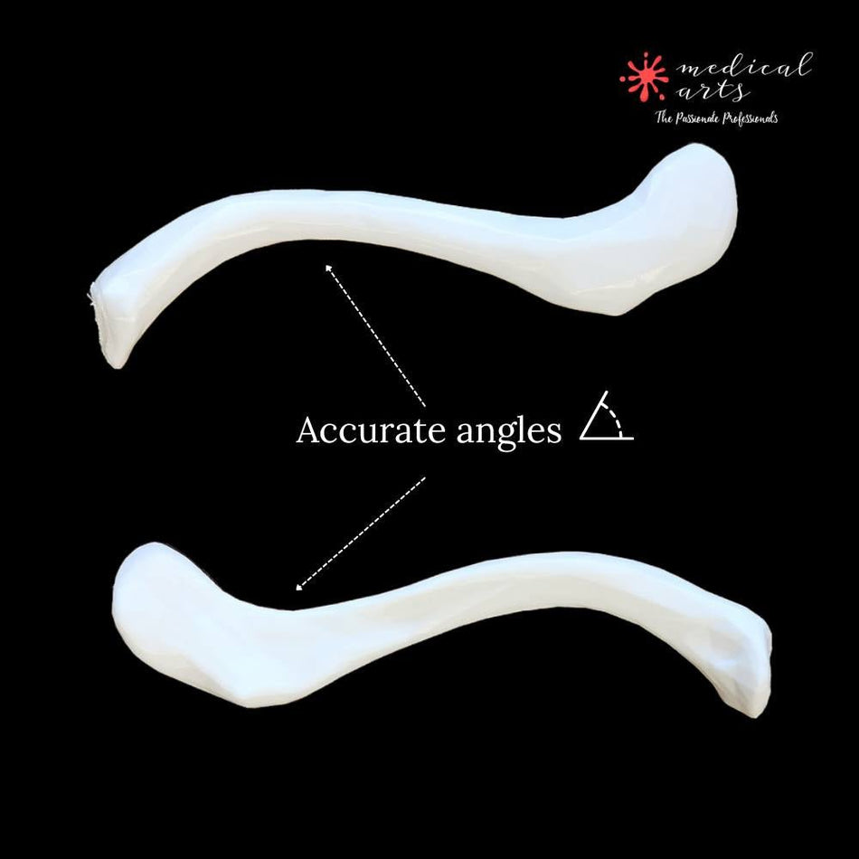 Clavicle 3d Model Collarbone Medical Arts Shop
