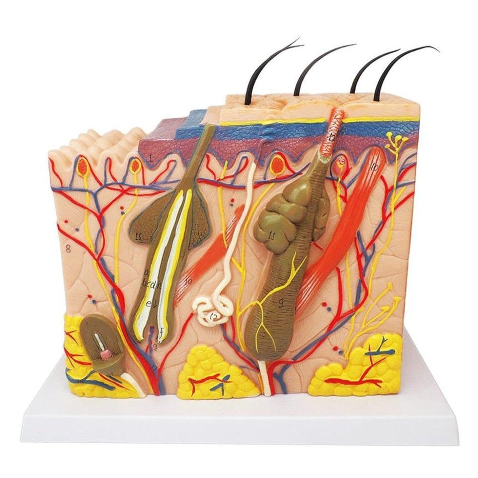 Human Skin / Integumentary Layer - Anatomical Model Magnified 35x ...