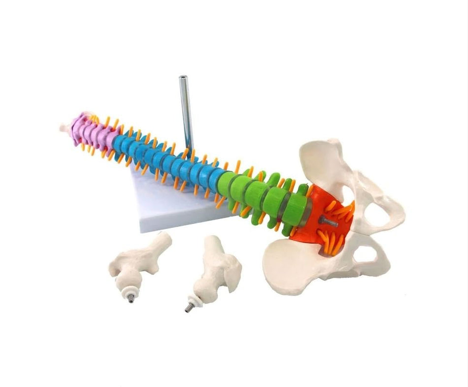 Human Spine Anatomy Model : Perfect for Medical Professionals and ...